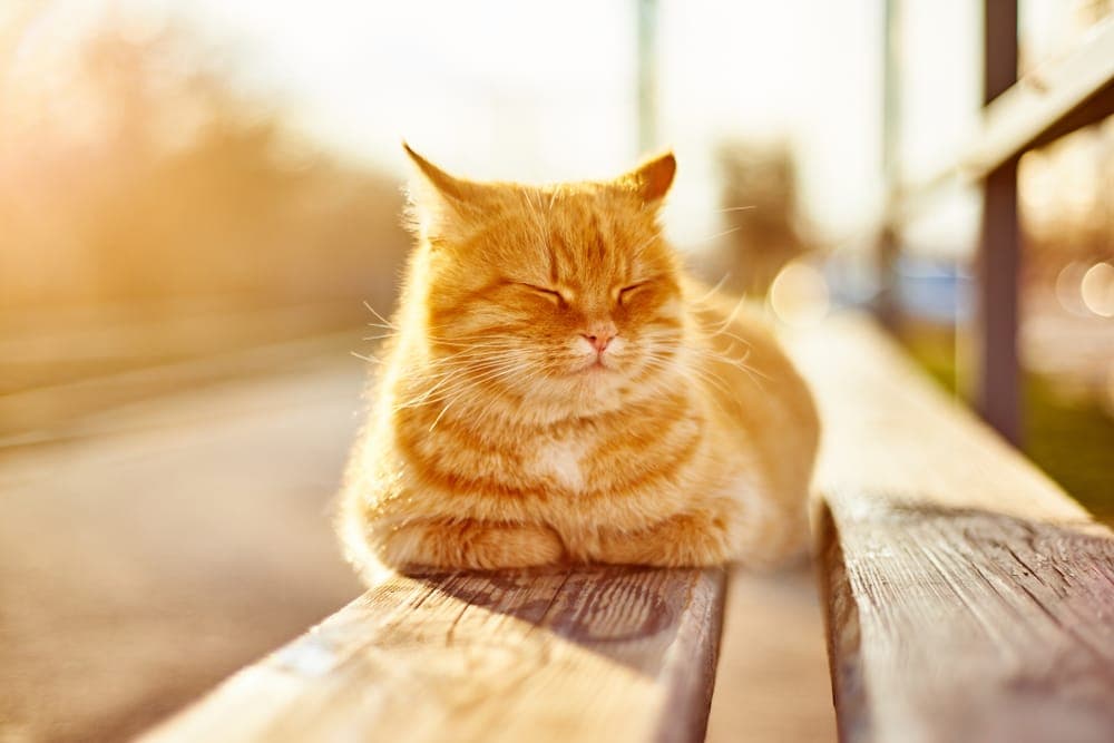 Rote Katzen: 10 Mythen und Fakten über die Rotschöpfe - Total Tierisch