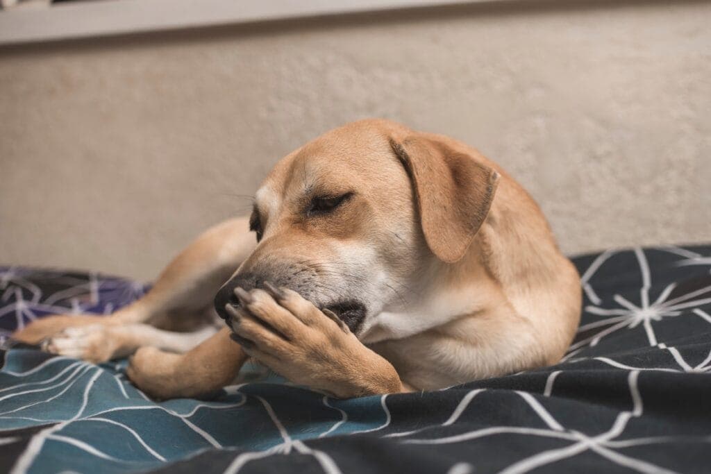 Hund Jucken Die Pfoten