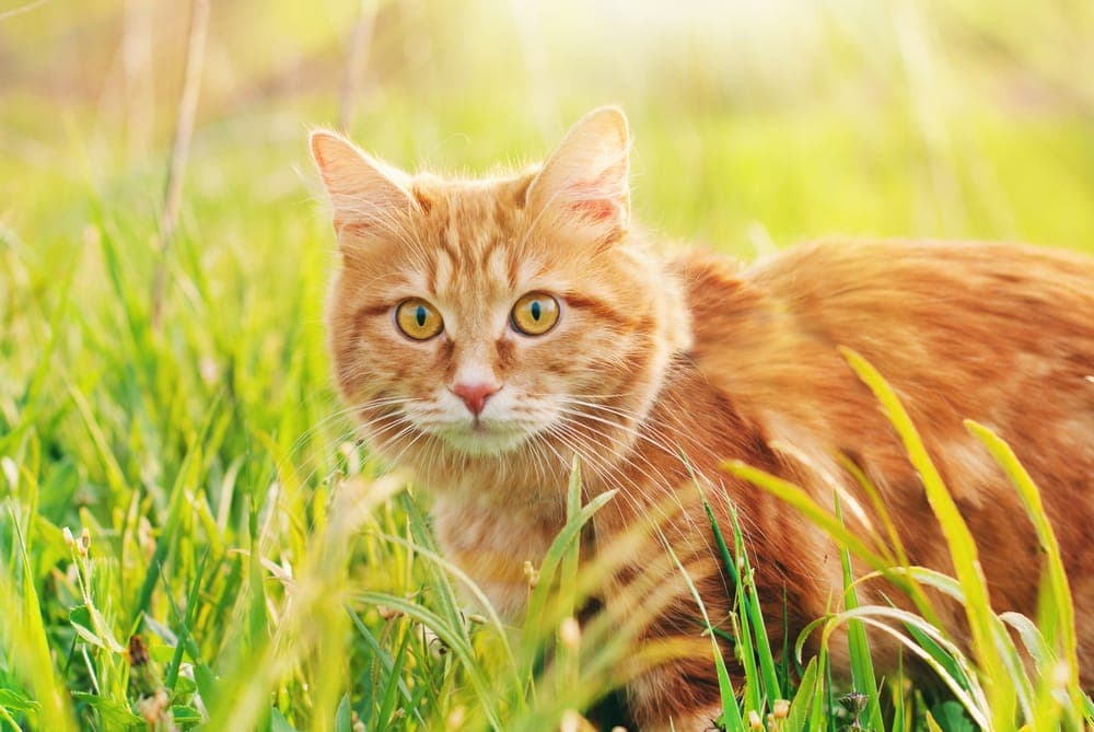 Rote Katzen: 10 Mythen und Fakten über die Rotschöpfe - Total Tierisch